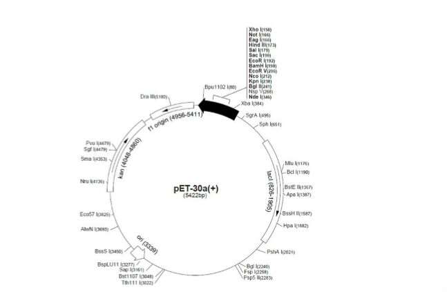 索莱宝pET-30a（+）P3120 - 精艺兴业科技有限公司